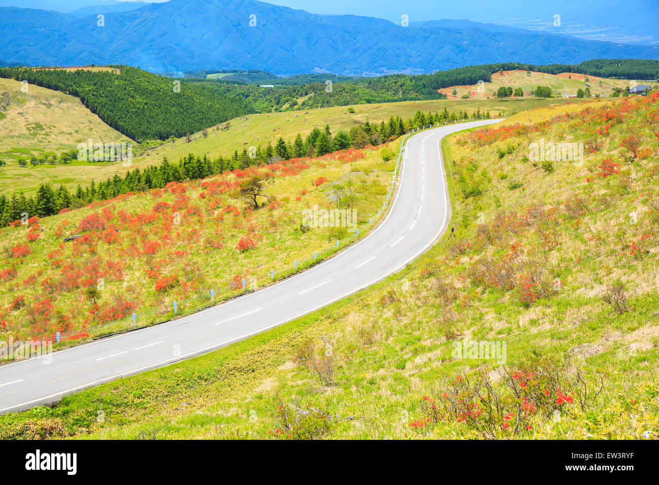 Japanese azalea at Kirigamine highland, Venus line, Nagano, Japan Stock ...