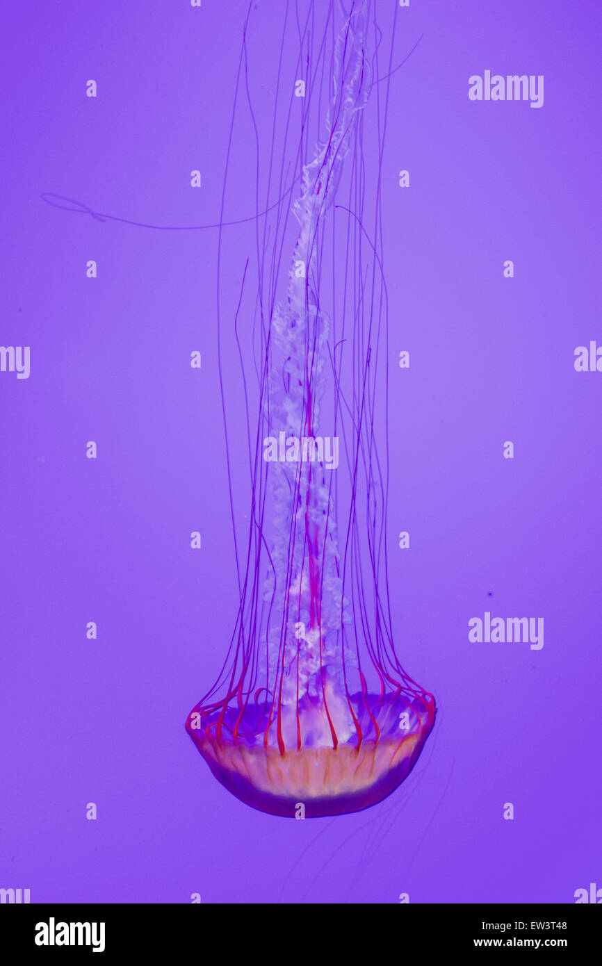 The Pacific sea nettle Stock Photo - Alamy