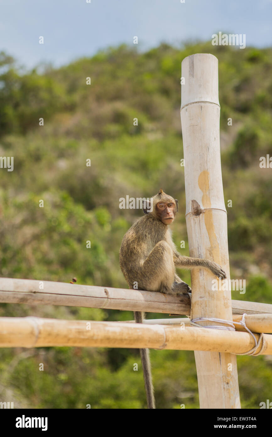 Monkey. Crab-eating macaque seats on the bamboo stick Stock Photo - Alamy