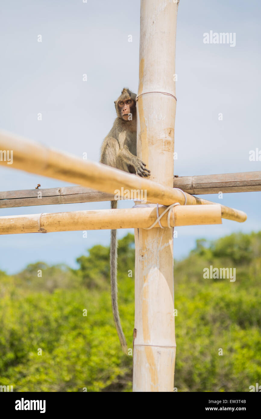 Monkey. Crab-eating macaque seats on the bamboo stick Stock Photo - Alamy