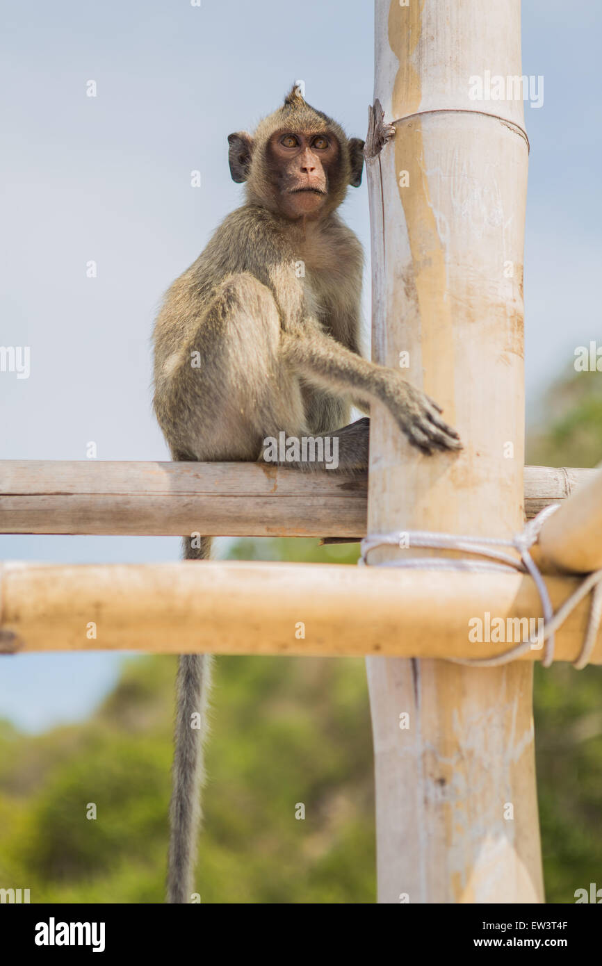 Monkey. Crab-eating macaque seats on the bamboo stick Stock Photo - Alamy