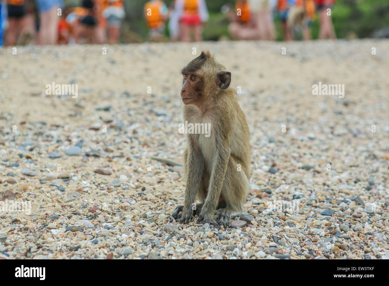Monkey. Crab-eating macaque seats on the shore of the monkey island ...