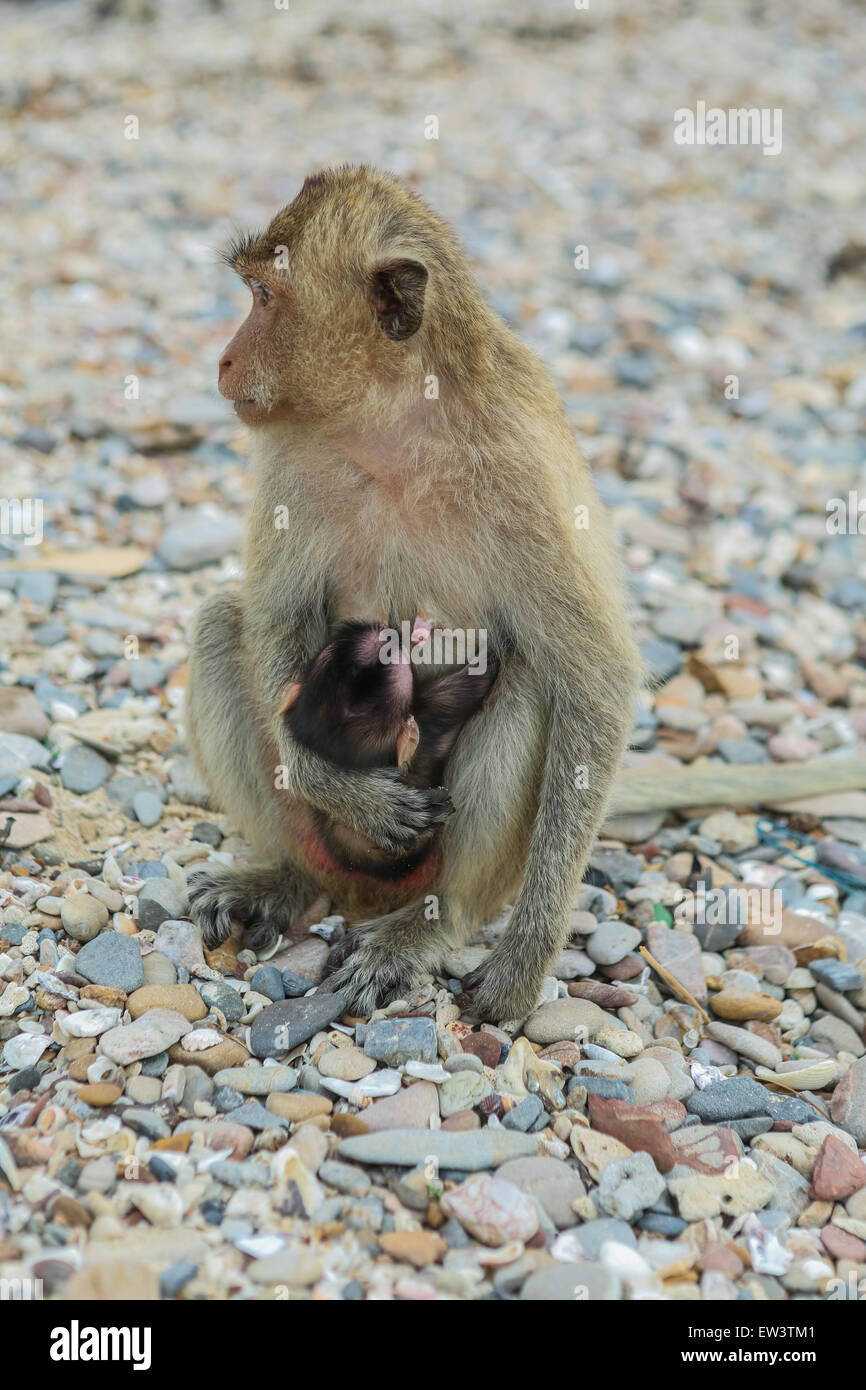 Monkey. Crab-eating macaque seats on the shore of the monkey island ...