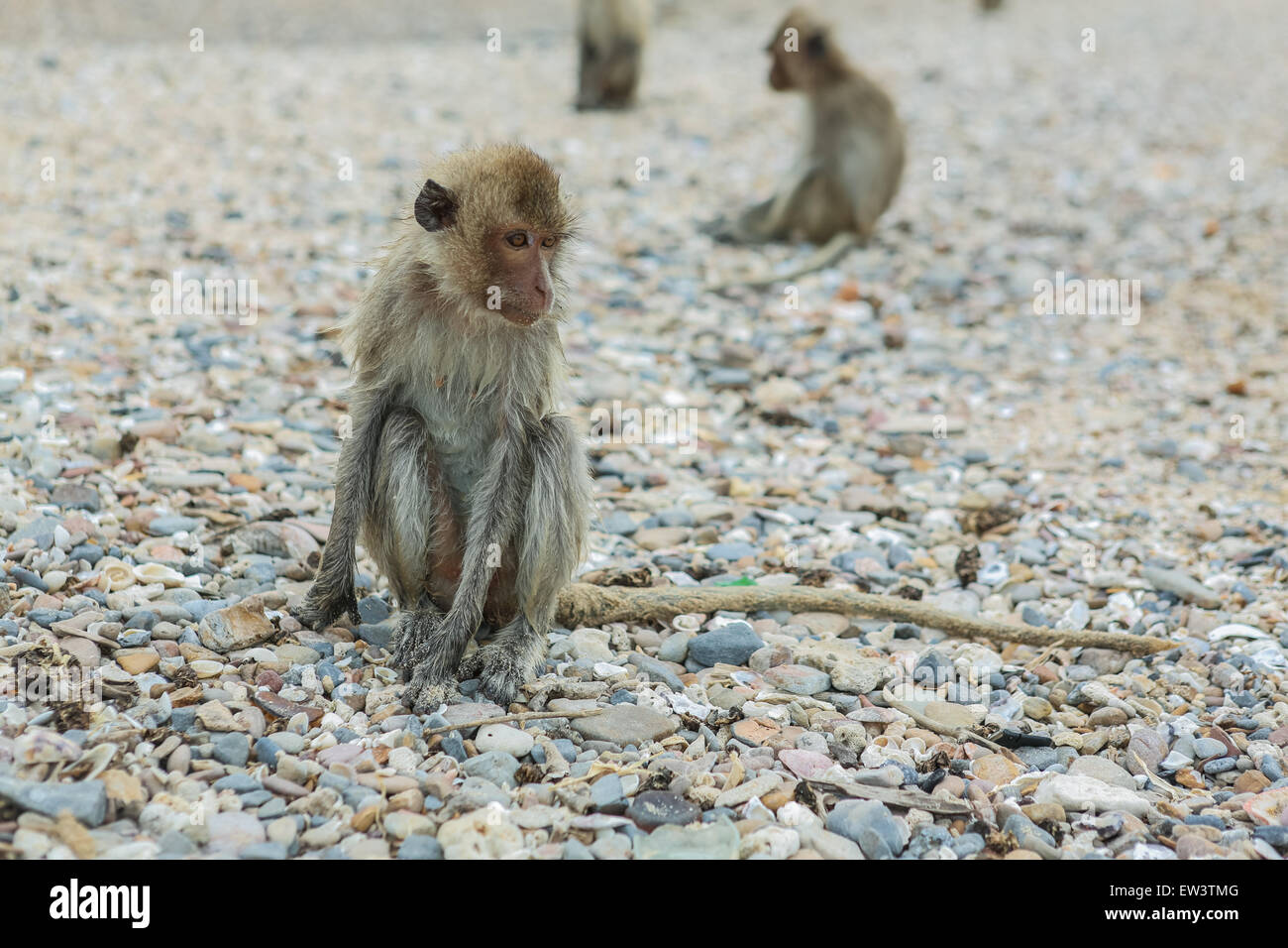 Monkey. Crab-eating macaque seats on the shore of the monkey island ...