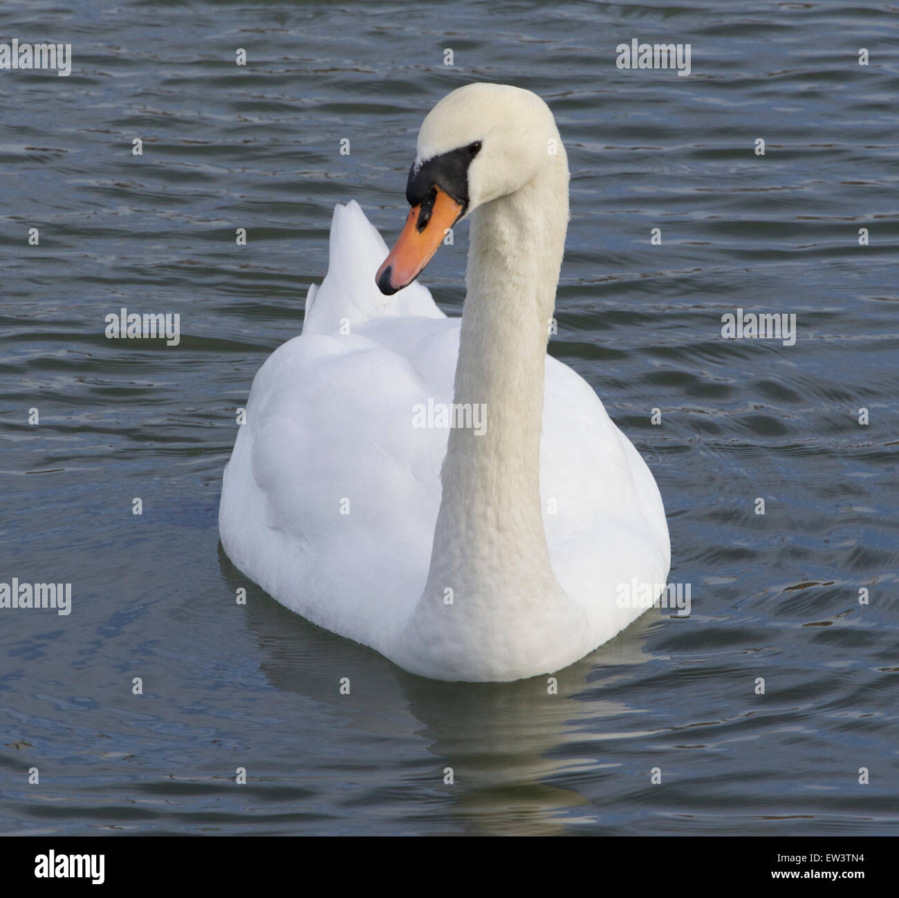 Black swan male hi-res stock photography and images - Alamy