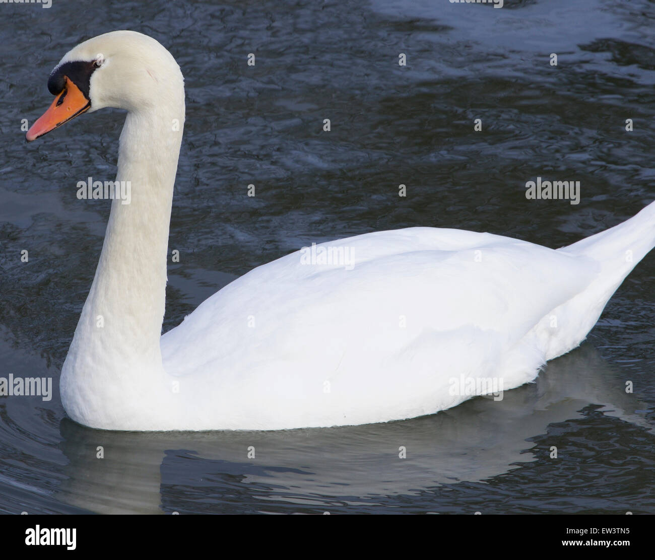 Big swan hi-res stock photography and images - Alamy
