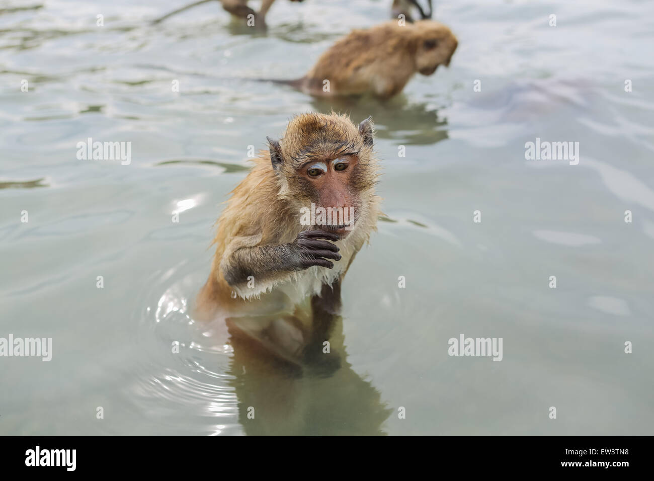 Crab-eating macaque swimming near the monkey island in Thailand Stock ...