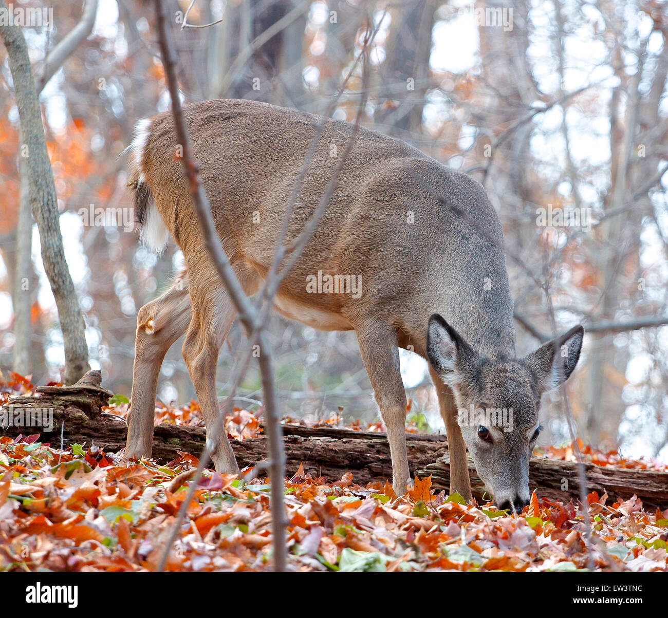 Leaves for wildlife hi-res stock photography and images - Alamy
