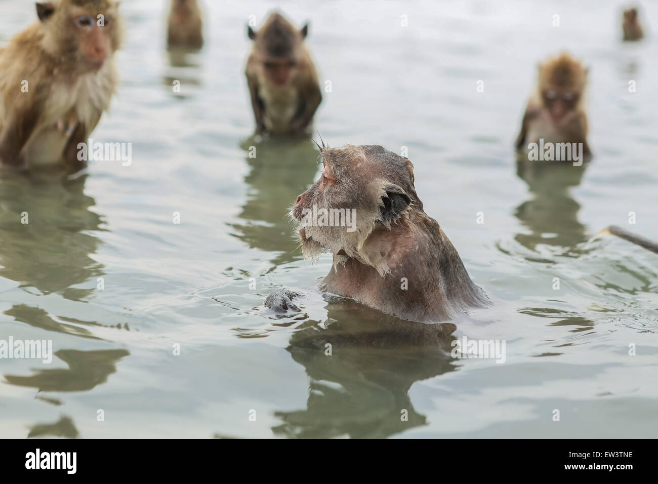 Crab-eating macaque swimming near the monkey island in Thailand Stock ...
