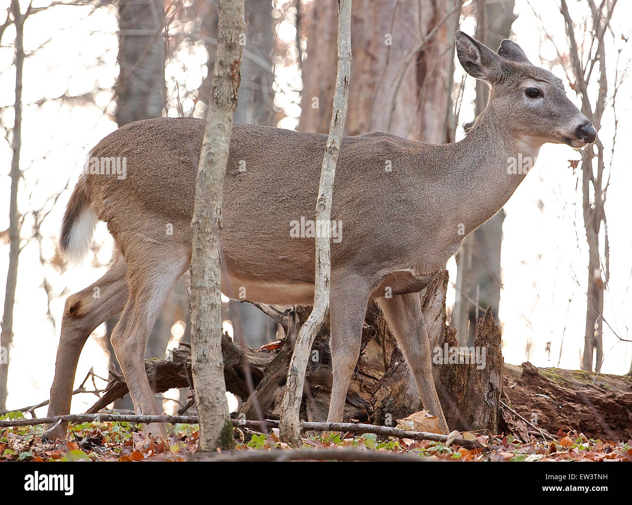 The young female deer Stock Photo - Alamy