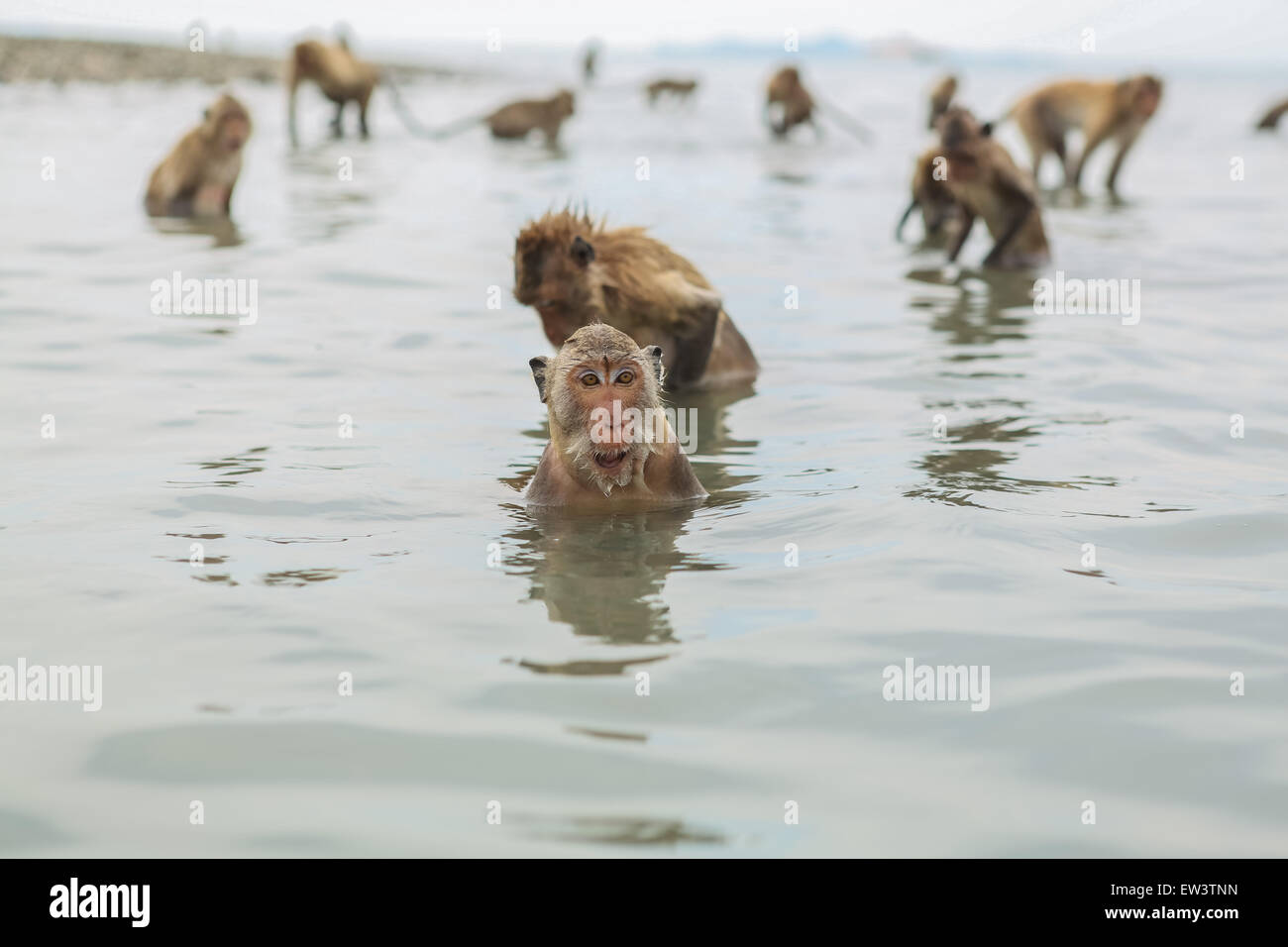 Crab-eating macaque swimming near the monkey island in Thailand Stock ...