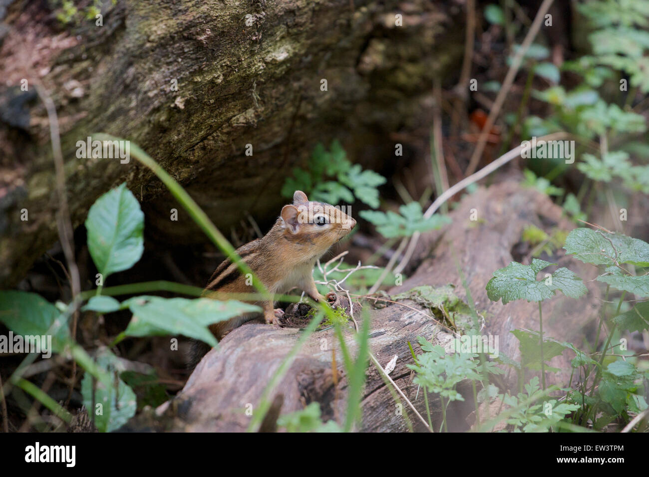 The curious cute little chipmunk Stock Photo - Alamy