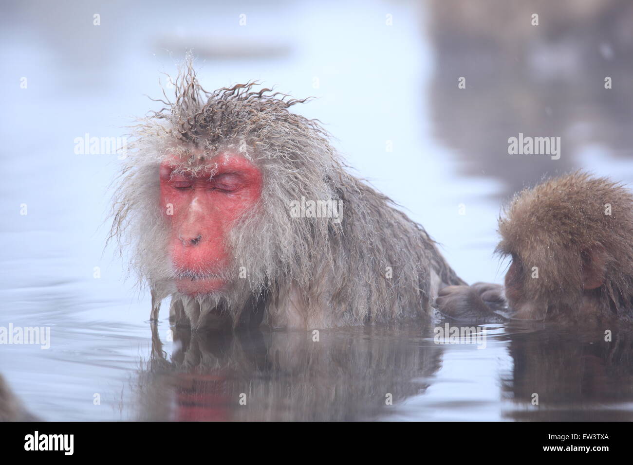 Snow monkey in hot spring, Jigokudani, Nagano, Japan Stock Photo - Alamy