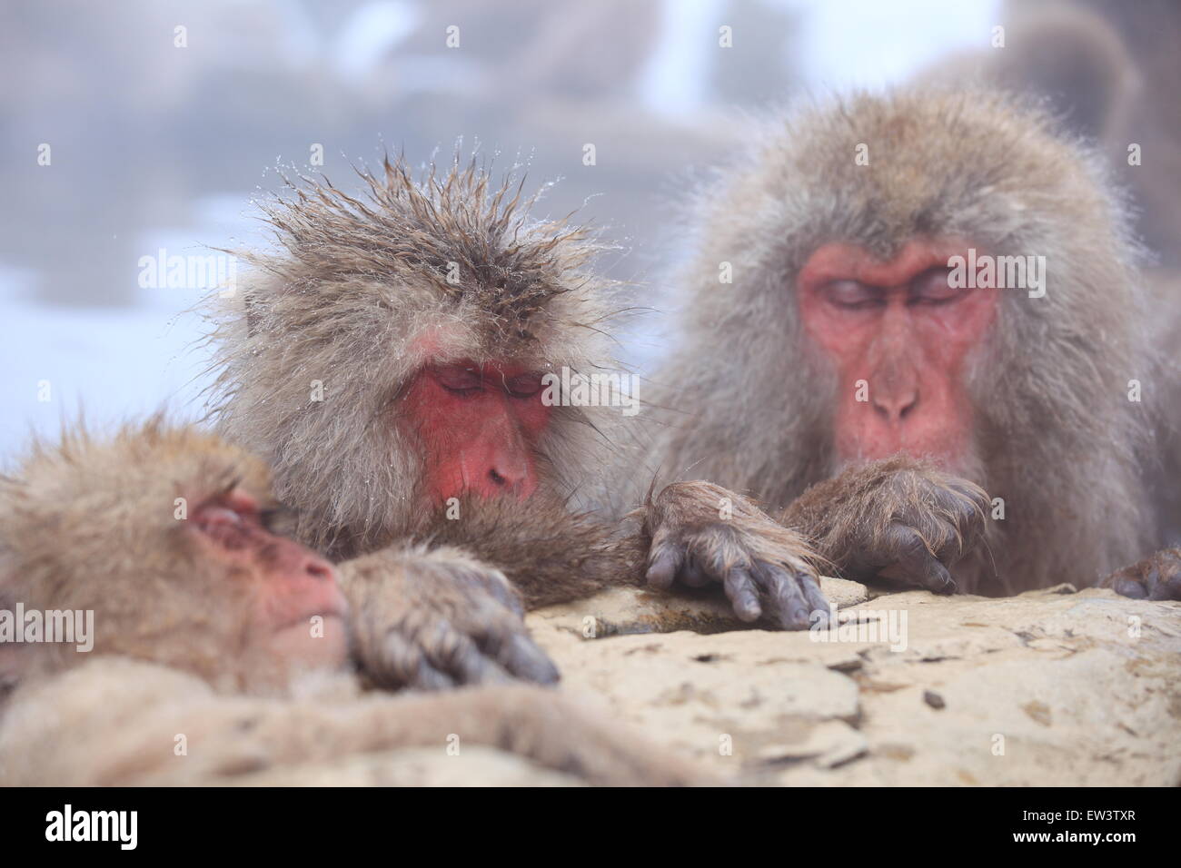 Snow monkey in hot spring, Jigokudani, Nagano, Japan Stock Photo - Alamy