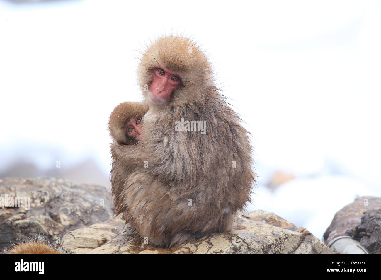 Japanese macaque or snow japanese monkey macaca fuscata baby hi-res ...