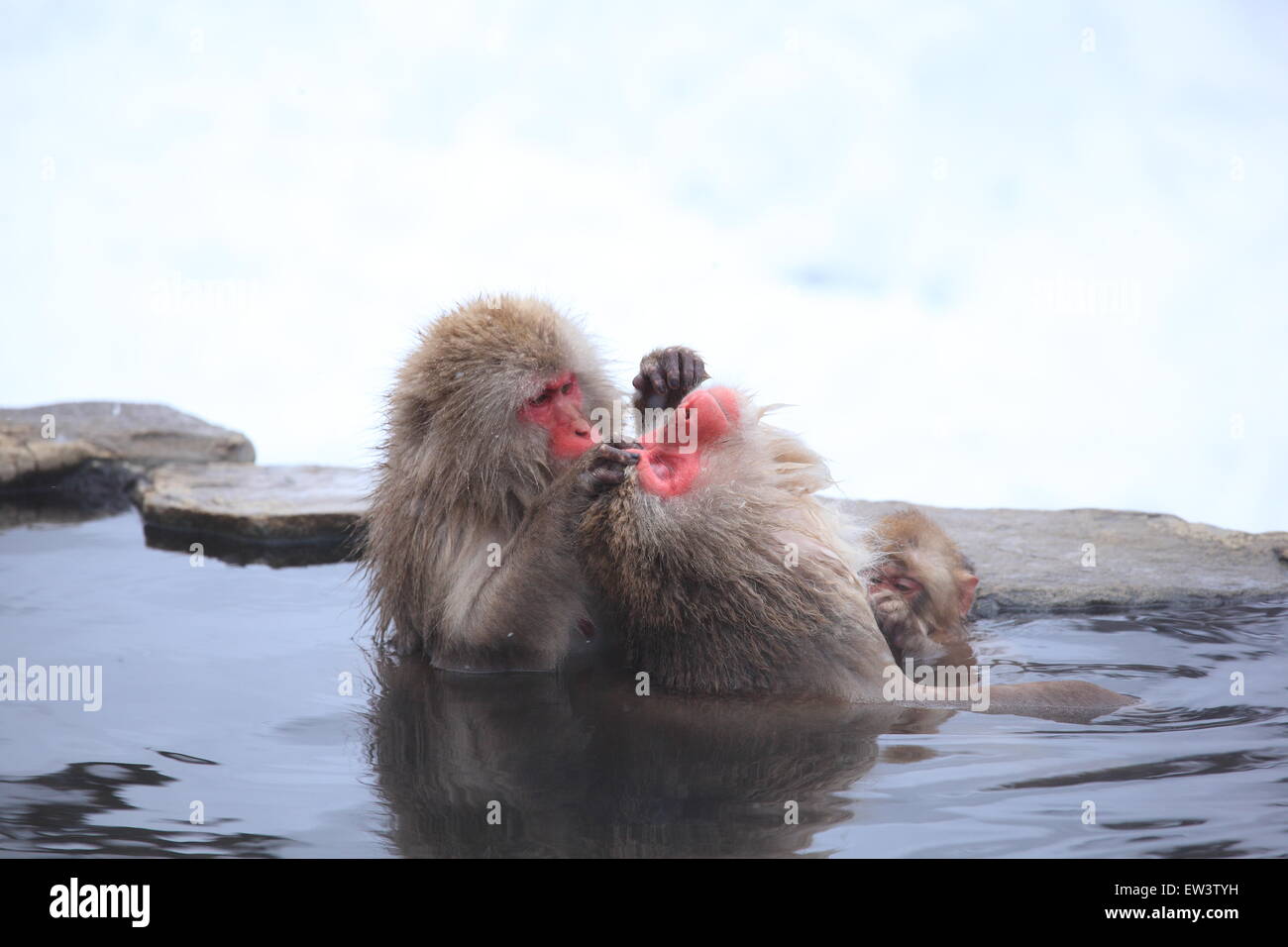 Snow monkey in hot spring, Jigokudani, Nagano, Japan Stock Photo - Alamy