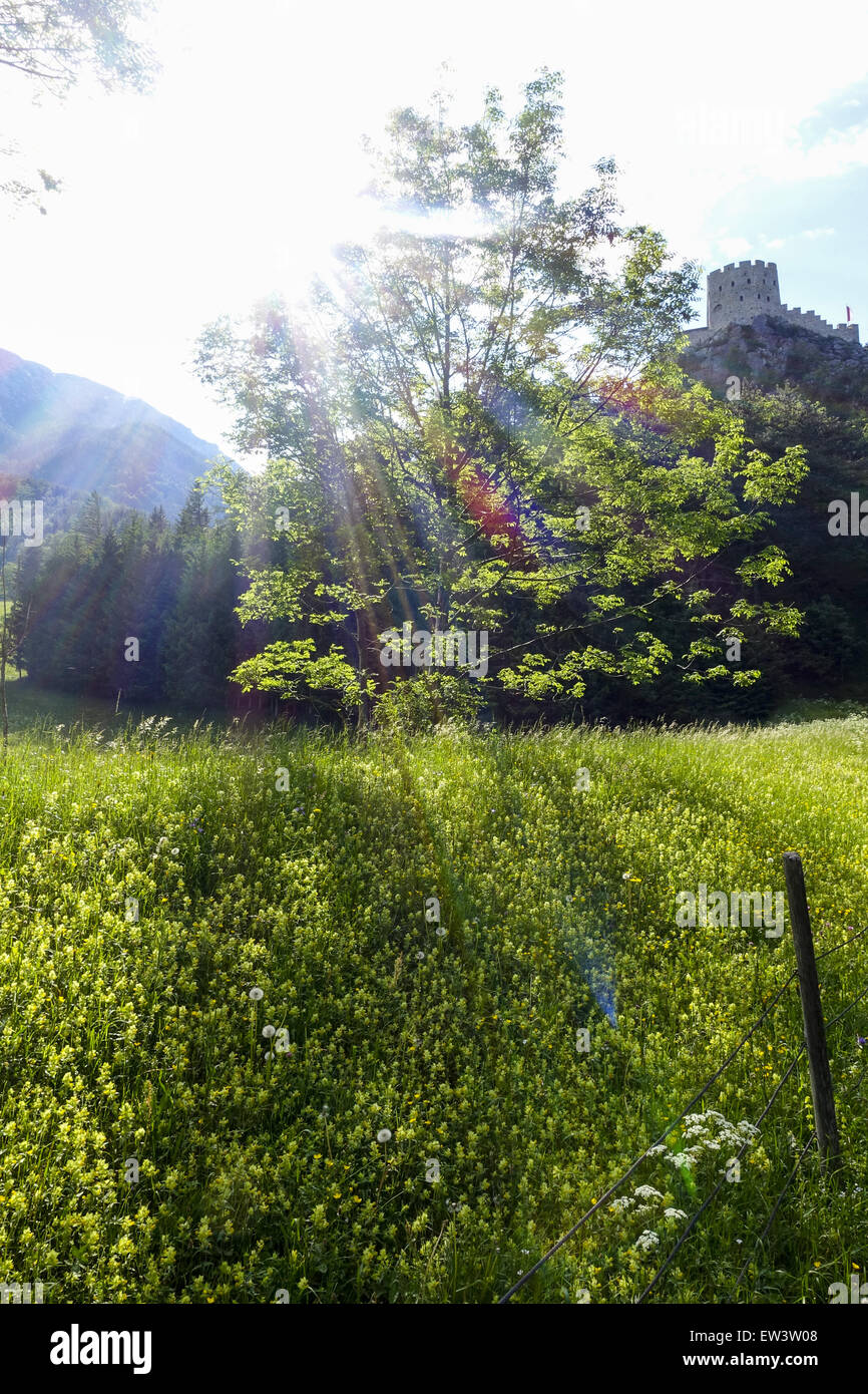 Fraxinus tree, Losenheim, Schneeberg, Lower Austria, Austria Stock ...
