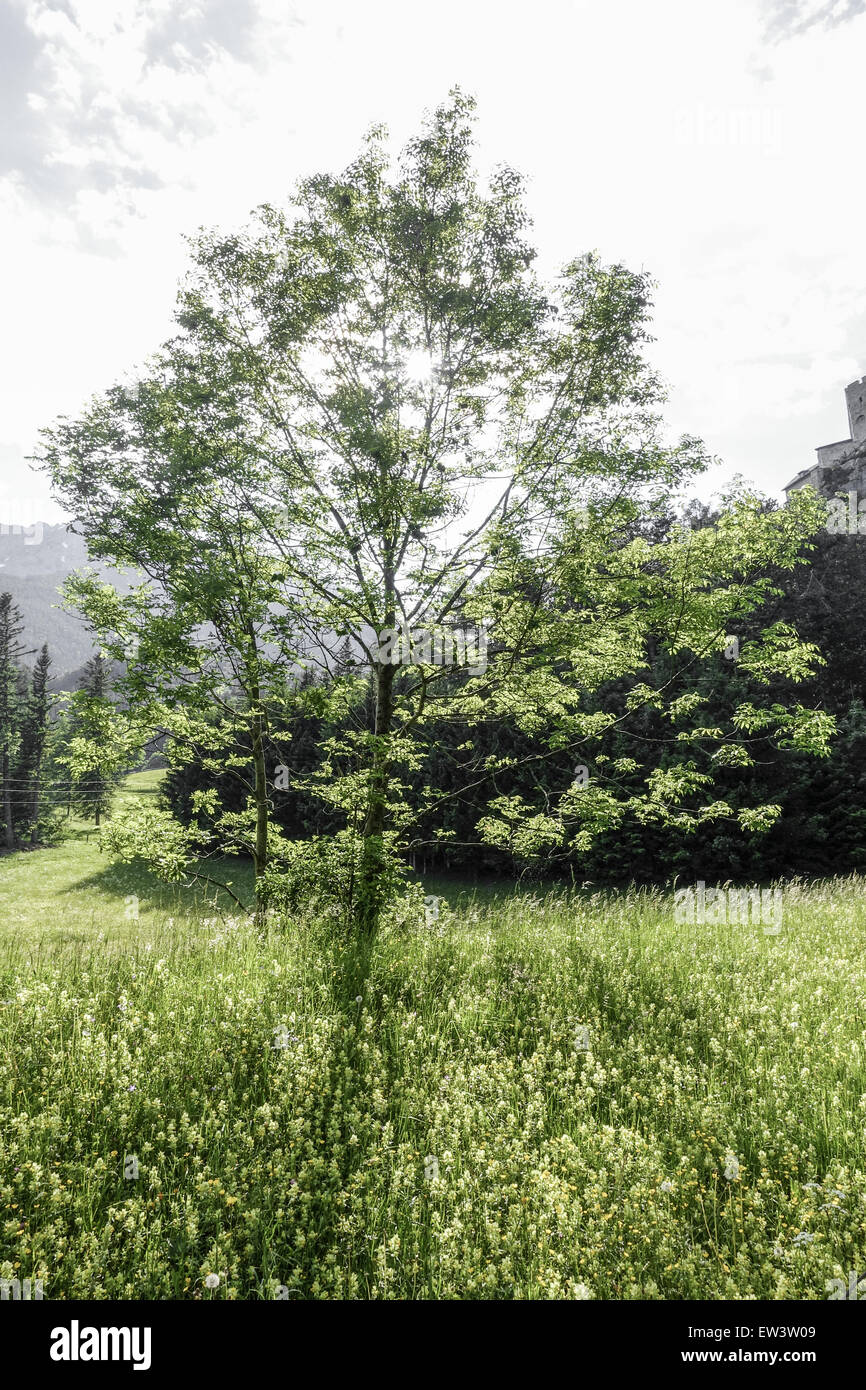 Fraxinus tree, Losenheim, Schneeberg, Lower Austria, Austria Stock ...