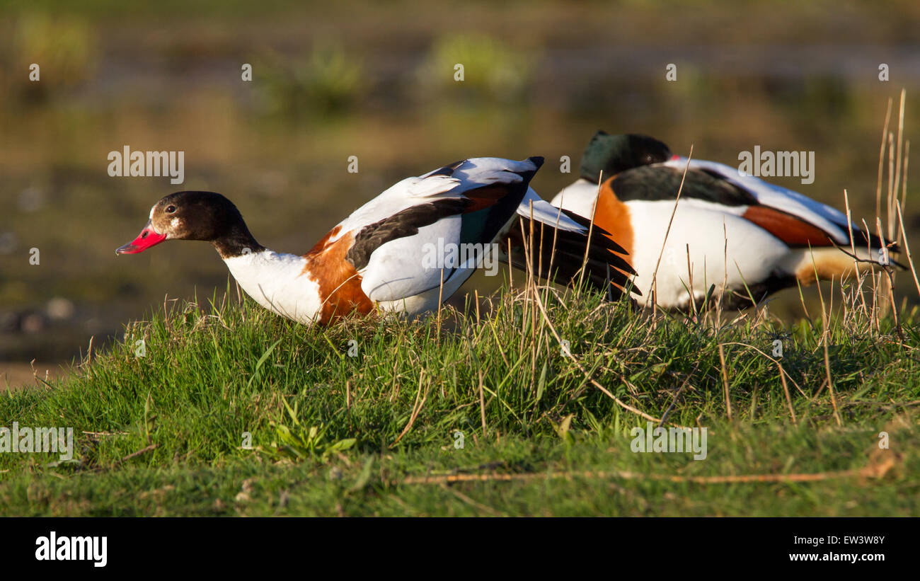 Common shelducks (Tadorna tadorna) in grassland Stock Photo - Alamy