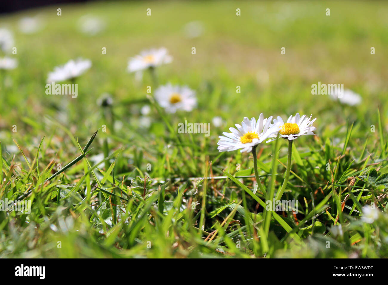 Two daisies in focus Stock Photo - Alamy