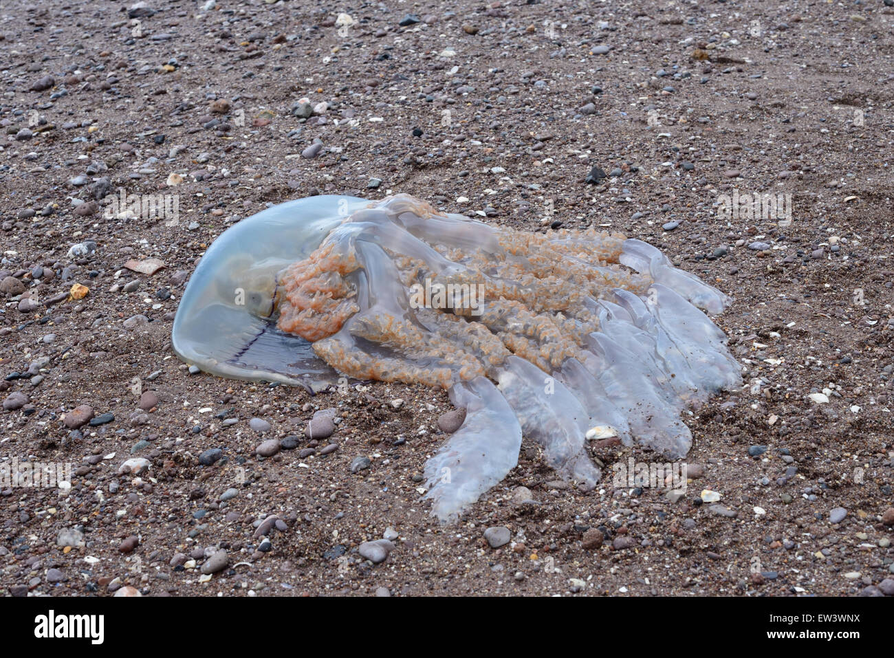 Jellyfish washed up on a Devon beach Stock Photo - Alamy