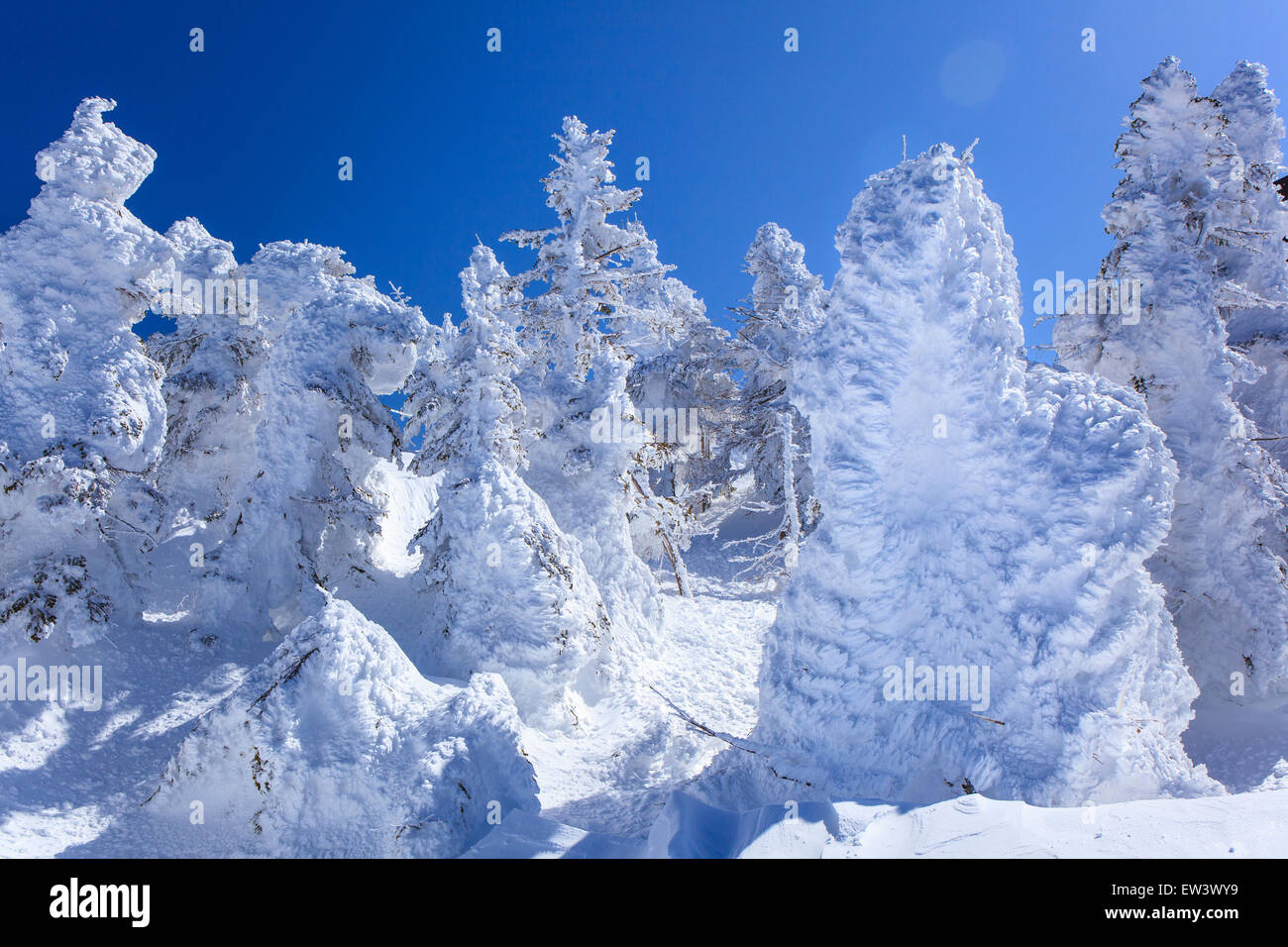 Soft rime of Shiga Kogen, Nagano, Japan Stock Photo - Alamy