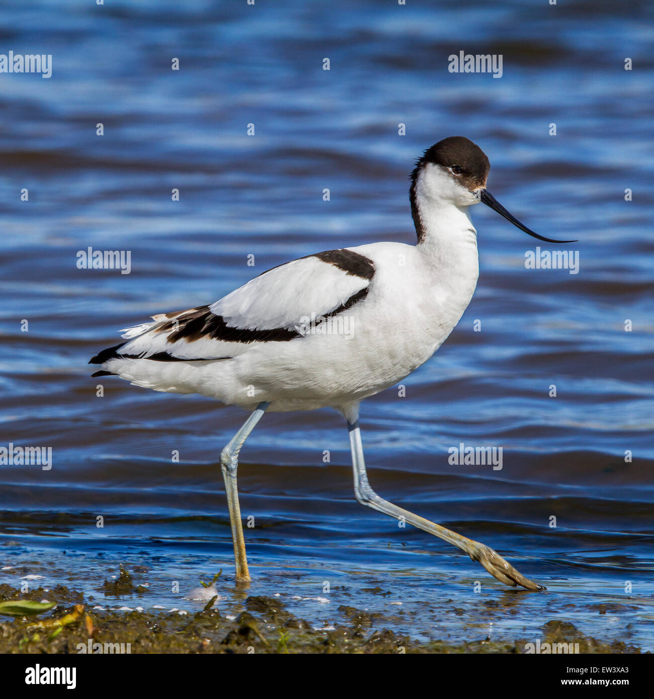 Pied avocet (Recurvirostra avosetta) foraging in wetland Stock Photo ...