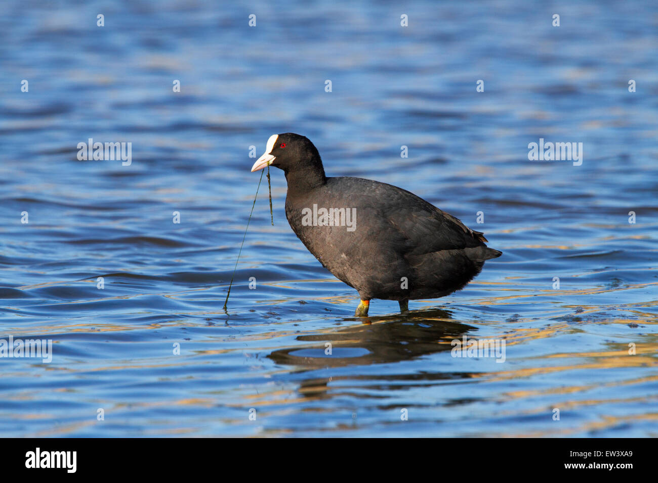 Eurasian coot (Fulica atra) foraging in shallow water of lake Stock ...