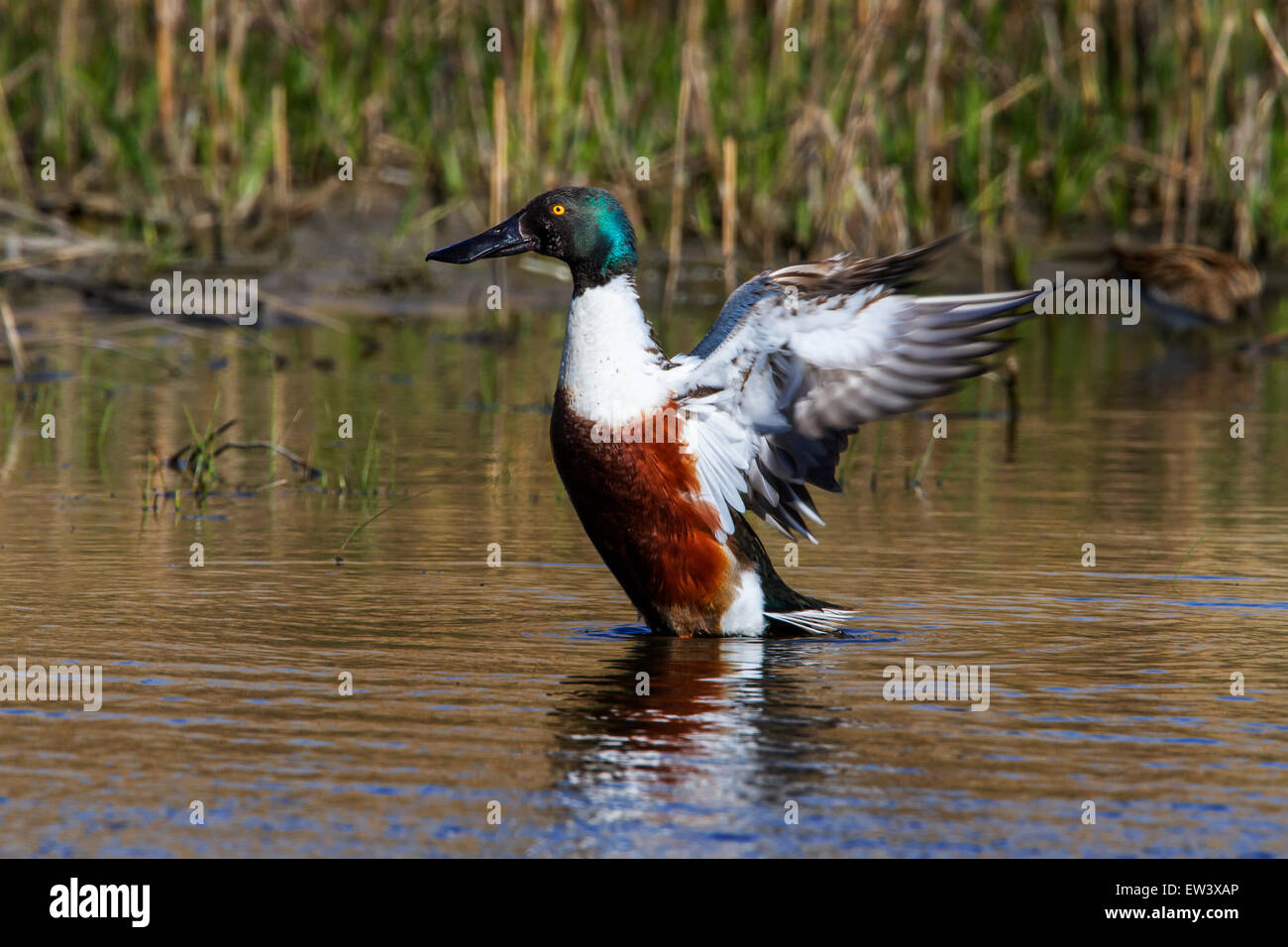 Northern shoveler / northern shoveller (Anas clypeata) male flapping ...