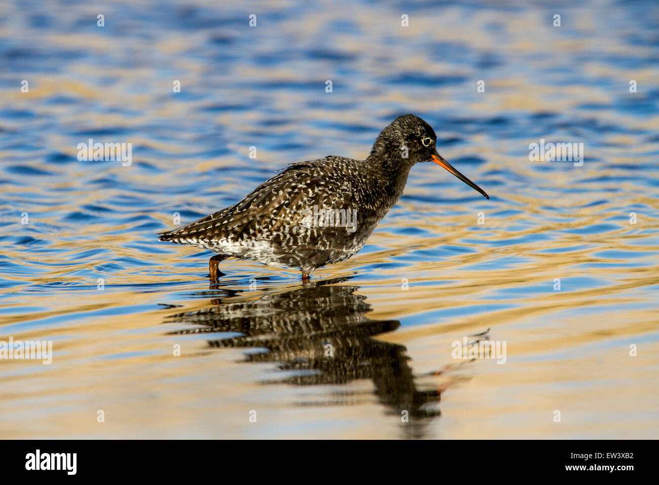 Spotted redshank (Tringa erythropus) foraging in shallow water of ...
