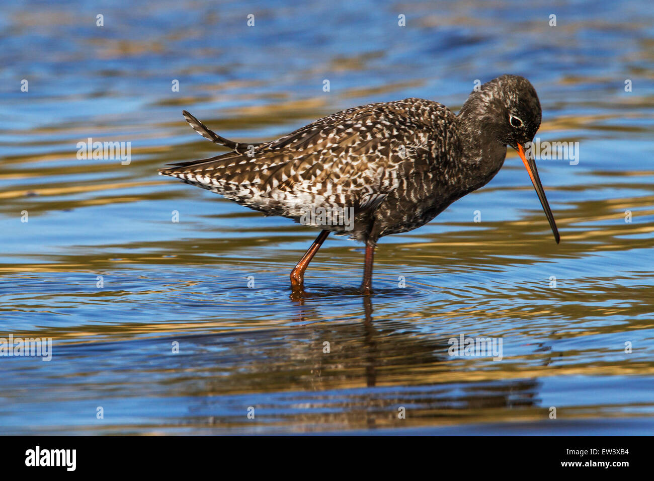 Spotted redshank (Tringa erythropus) foraging in shallow water of ...