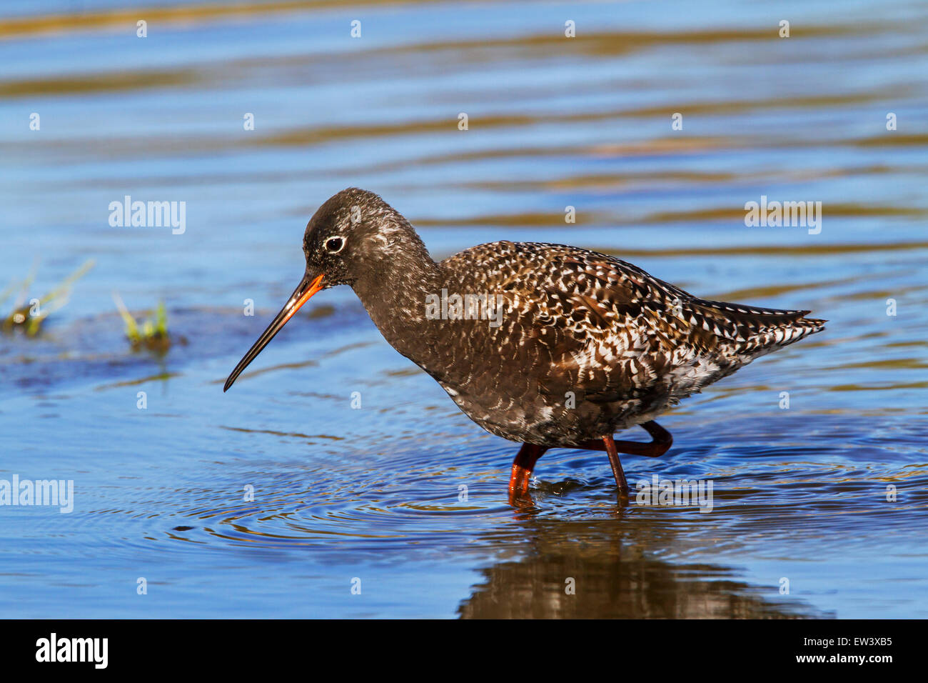 Spotted redshank (Tringa erythropus) foraging in shallow water of ...
