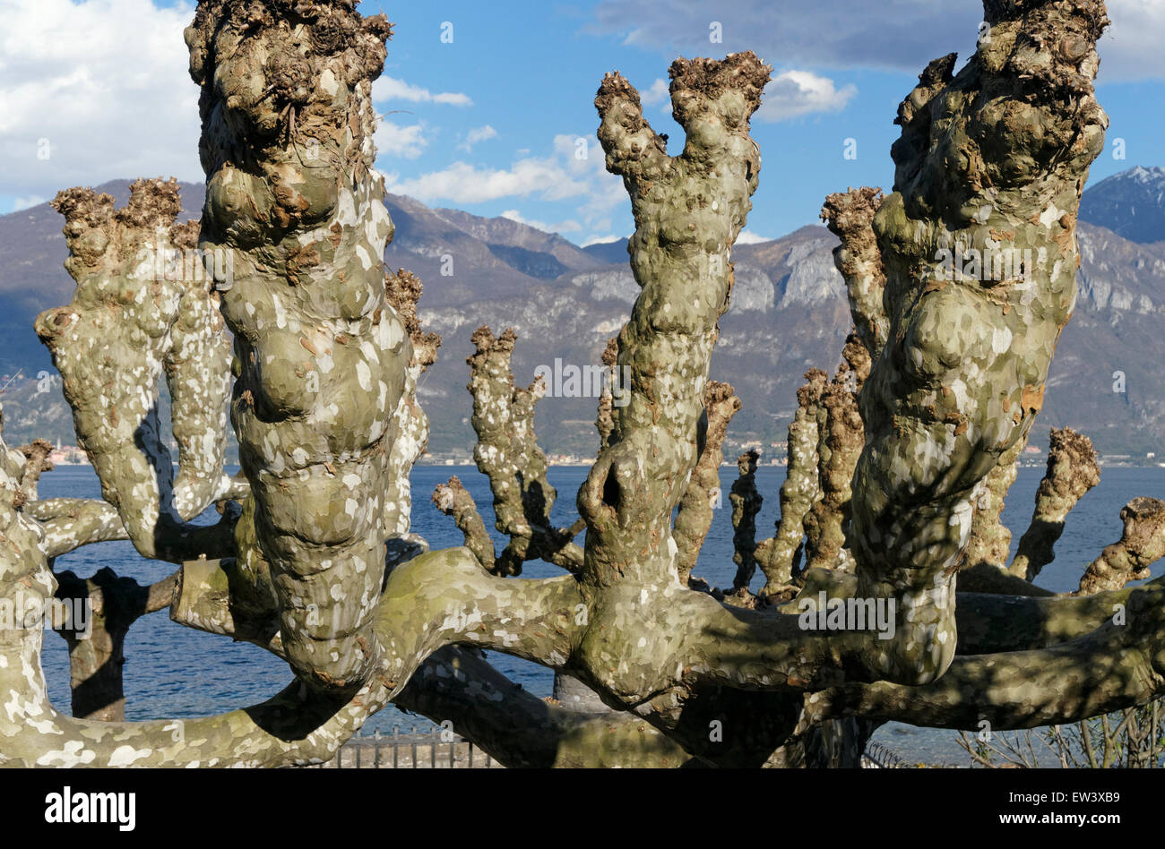 pruned plane tree, Italy Stock Photo - Alamy