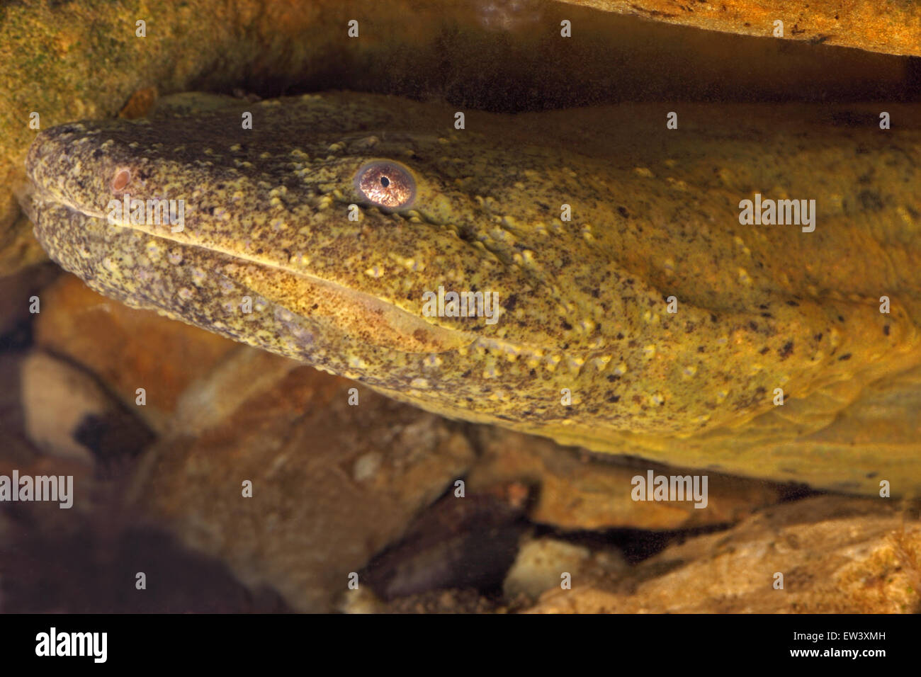 Hellbender Salamander Baby