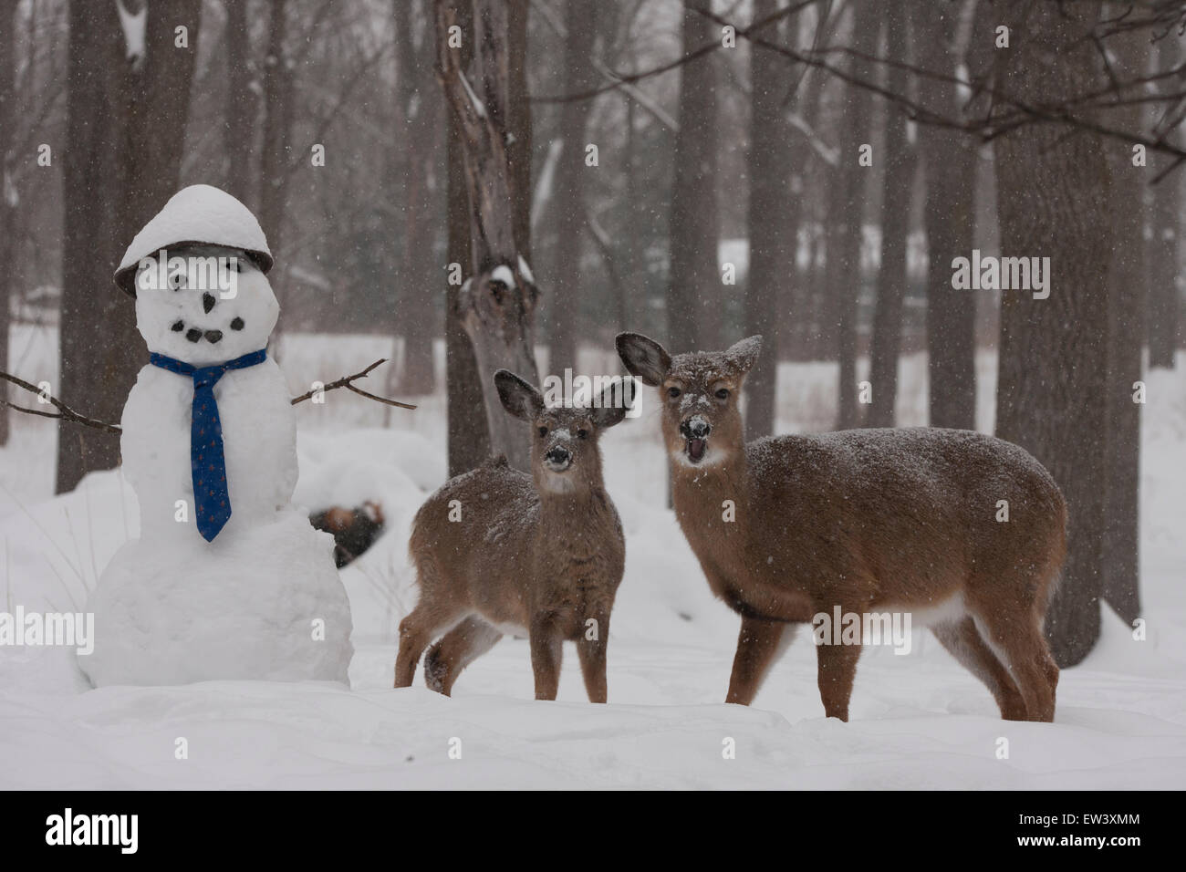 White-tailed deer and snowman, New York Stock Photo - Alamy