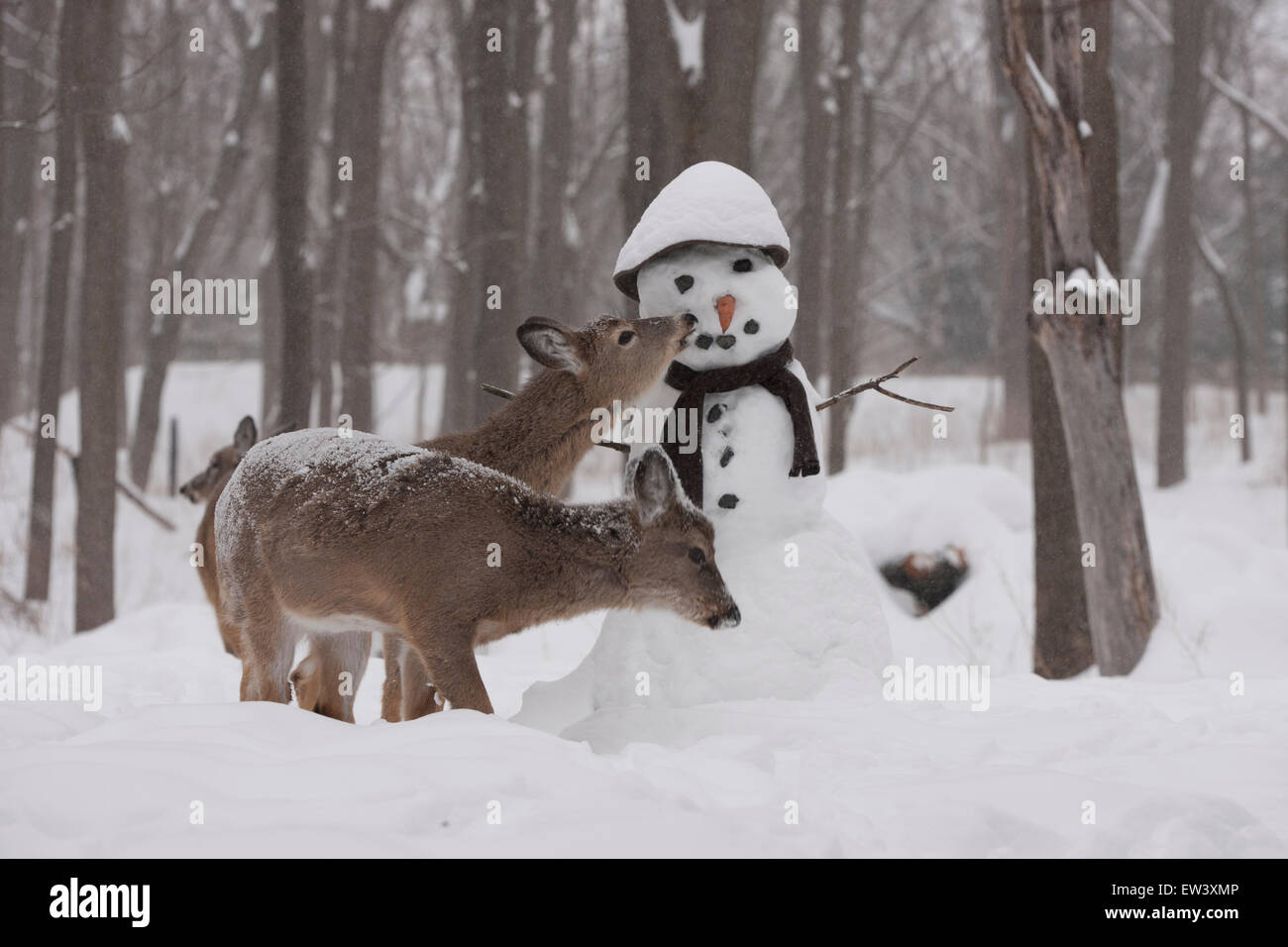 White-tailed deer and snowman, New York Stock Photo - Alamy