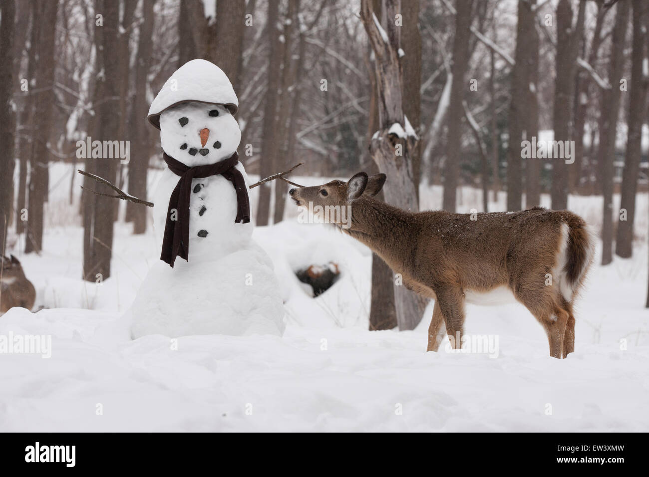 white-tailed deer and snowman, New York Stock Photo - Alamy