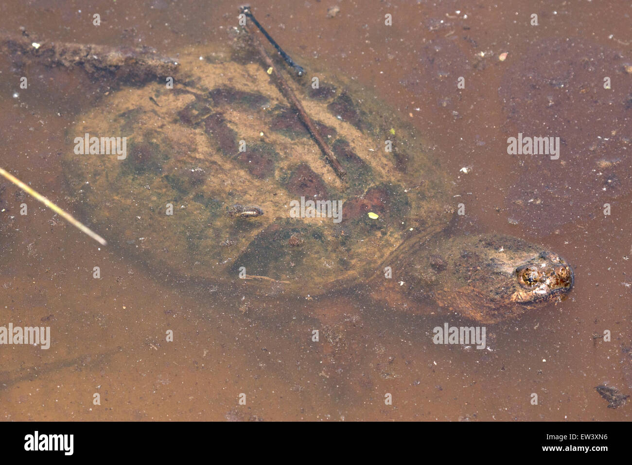 snapping turtle, Chelydra serpentina, Virginia Stock Photo - Alamy