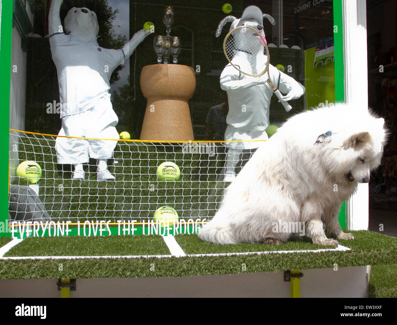 Wimbledon London, UK. 17th June 2015. A dog sits outside the window of ...