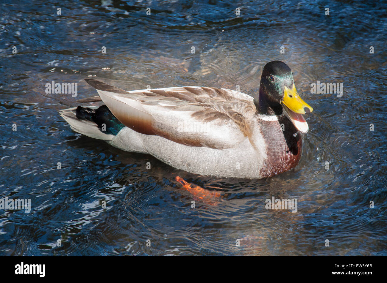 Laughing swimming duck hi-res stock photography and images - Alamy