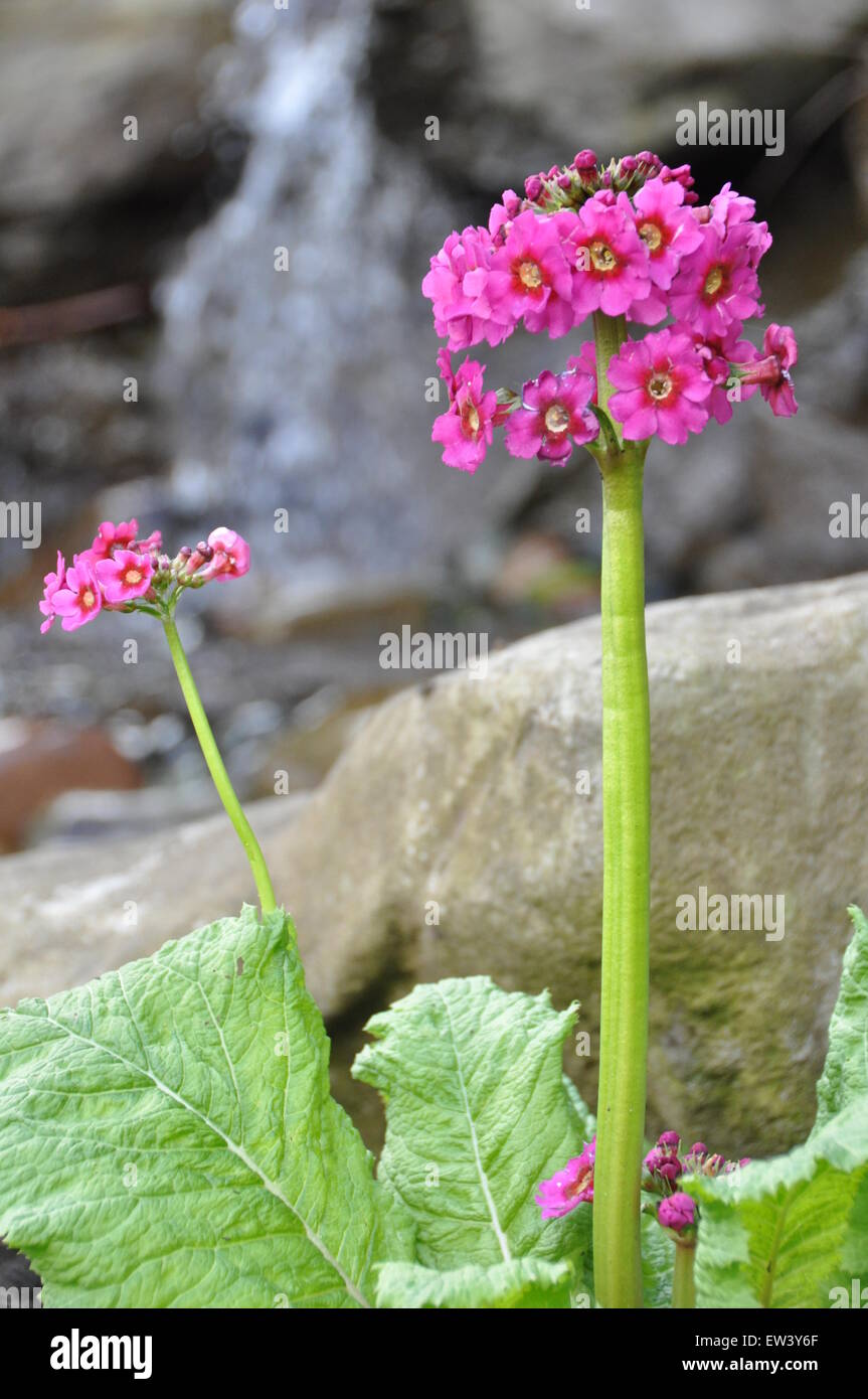 Japanese primrose pink tall flower with small cluster blossoms Stock ...
