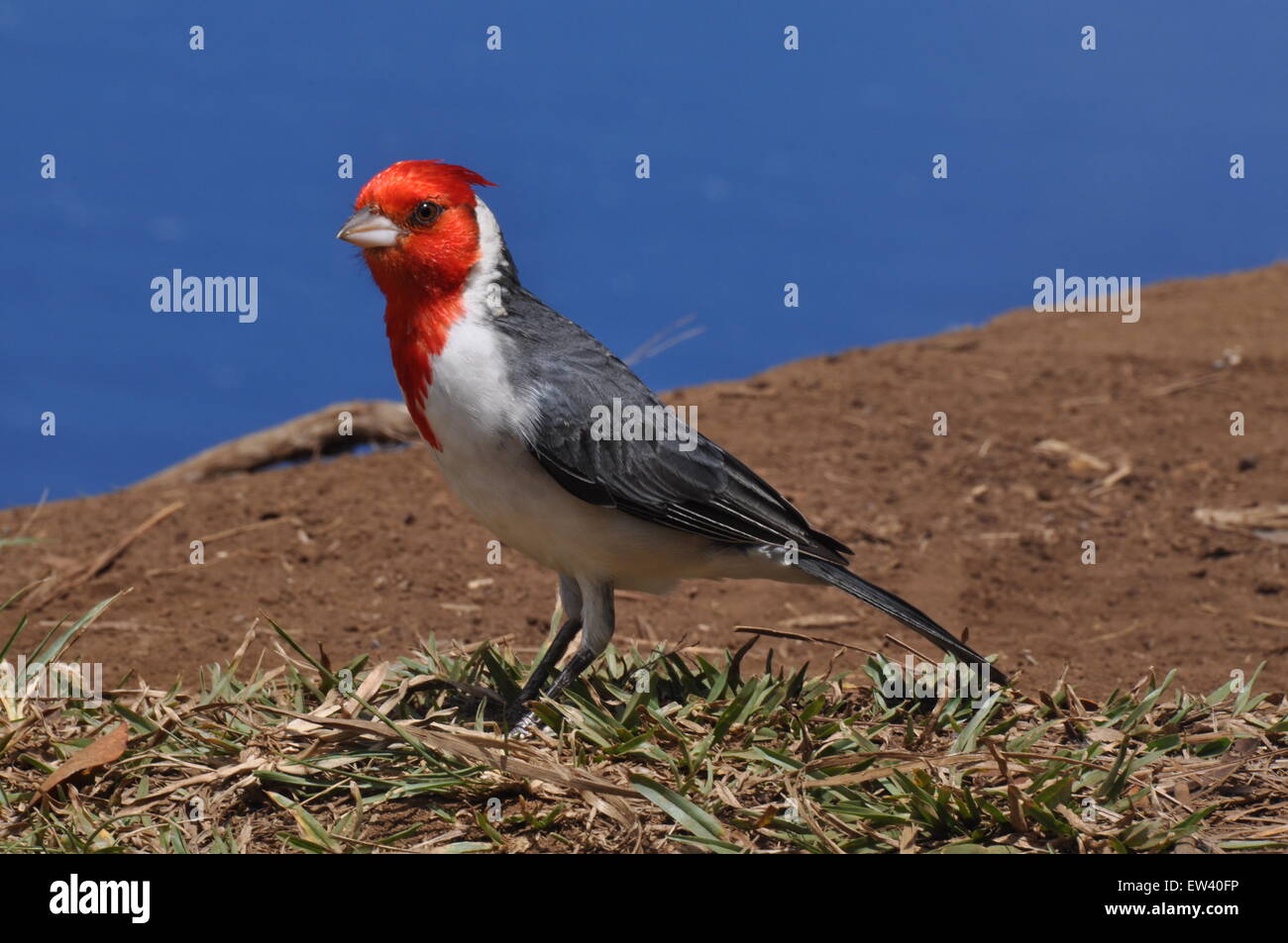 Red Crested Cardinal Bird on the Napali Cliffs in Kauai, Hawaii Stock ...
