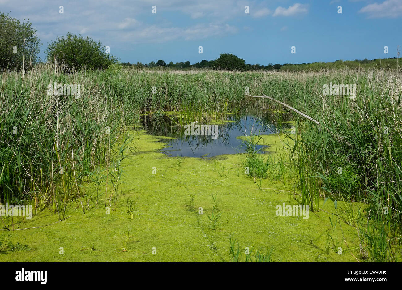 strumpshaw fen, rspb nature reserve, norfolk, england Stock Photo - Alamy