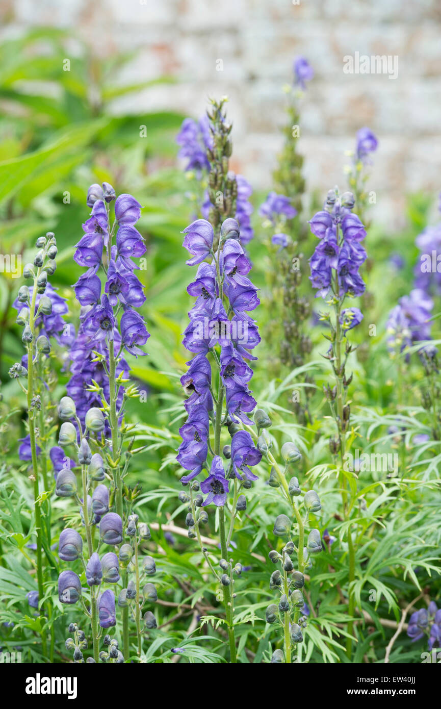 Aconitum napellus. Monkshood flower. Aconite flowers Stock Photo ...