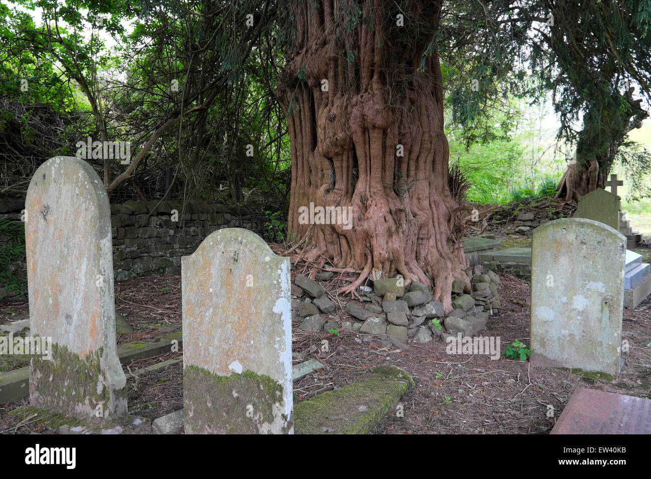 Ancient yew tree surrounded by gravestones in St Marys churchyard ...