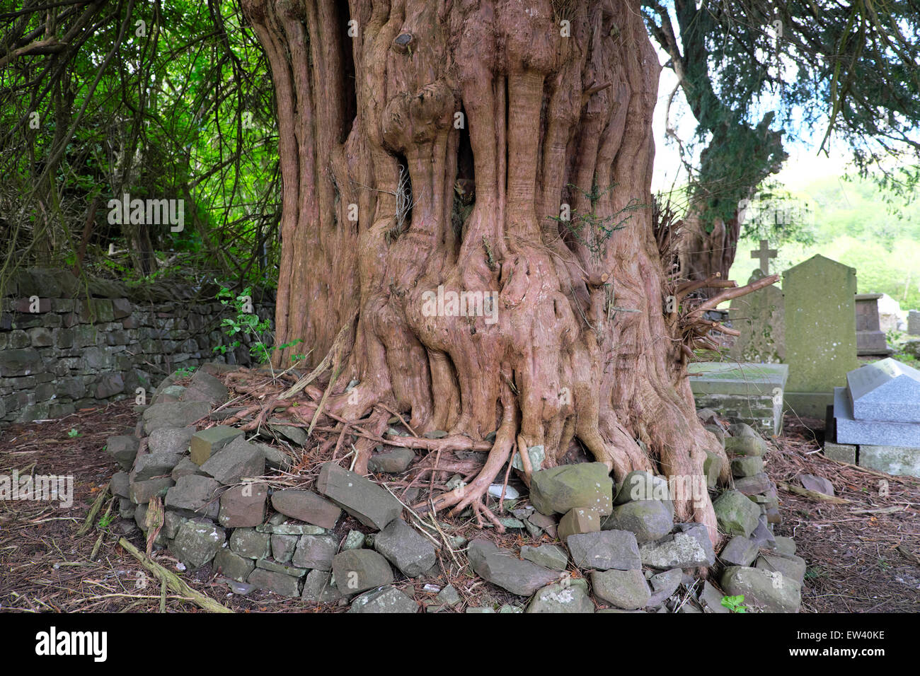 Ancient yew tree in church hi-res stock photography and images - Alamy