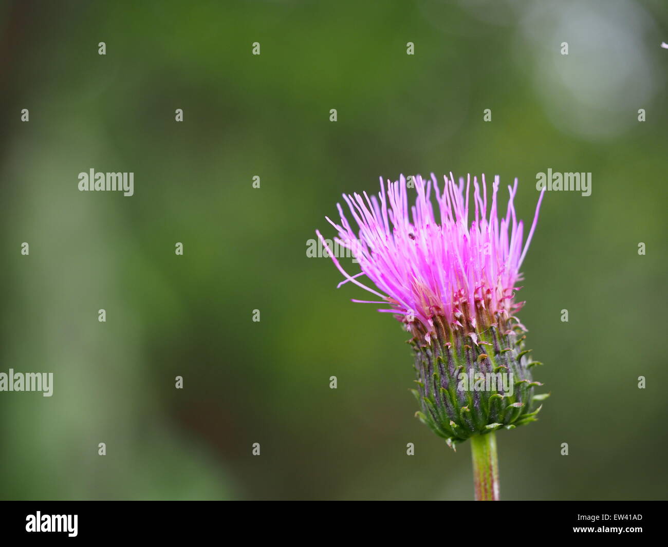 Purple scottish thistle hi-res stock photography and images - Alamy