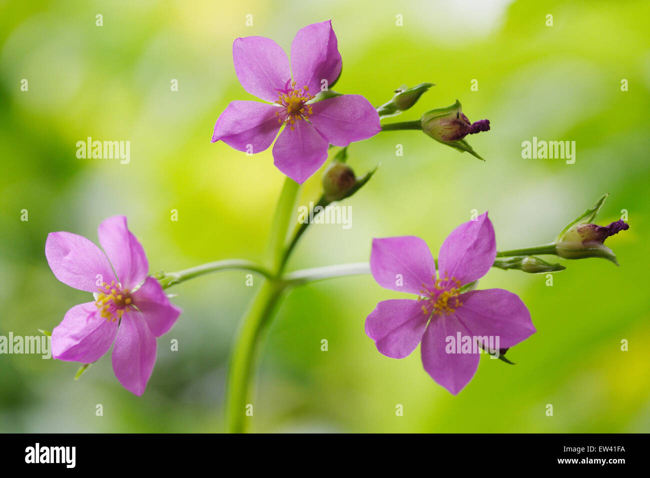 Talinum High Resolution Stock Photography and Images - Alamy