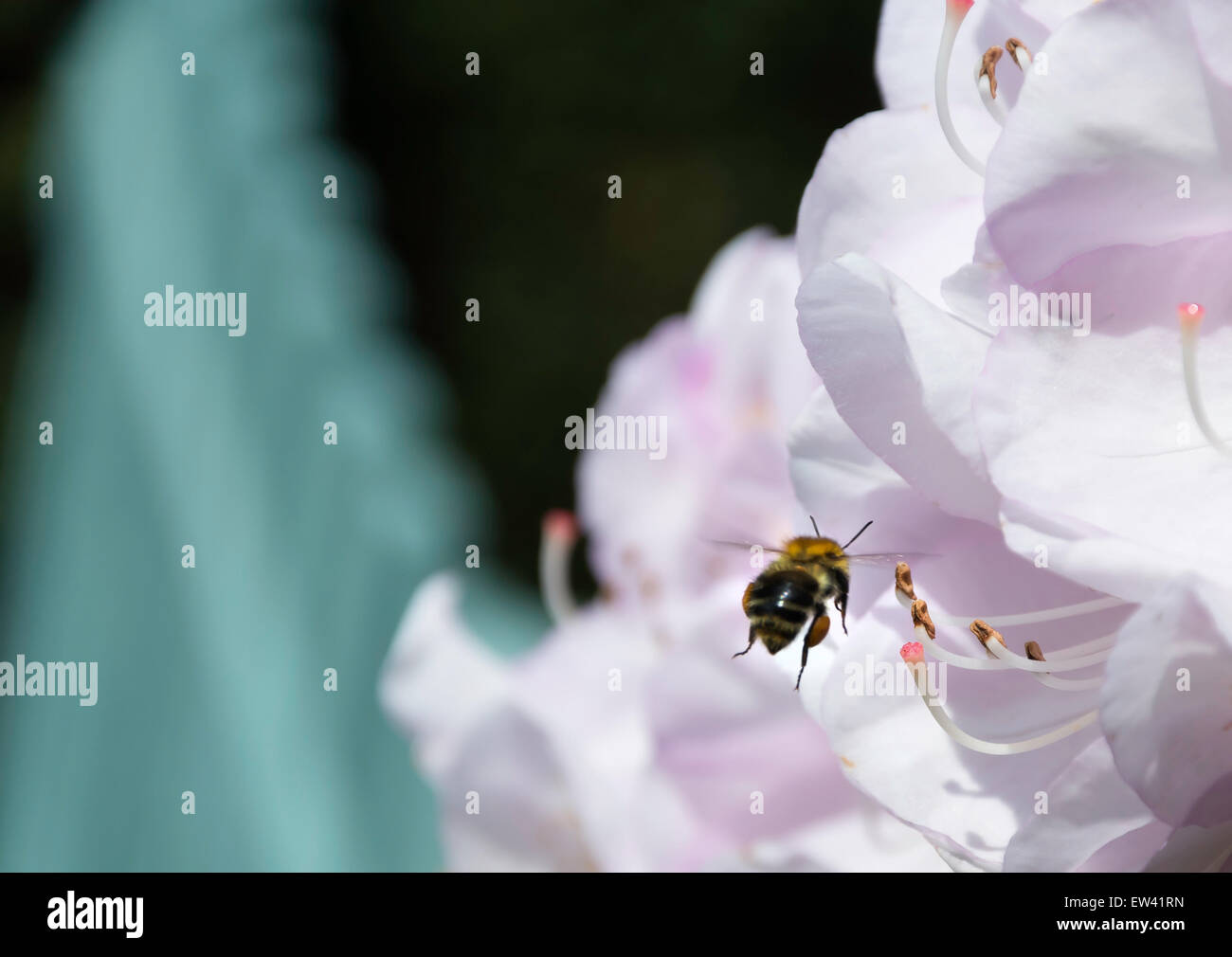 Bee landing onto a flower Stock Photo - Alamy