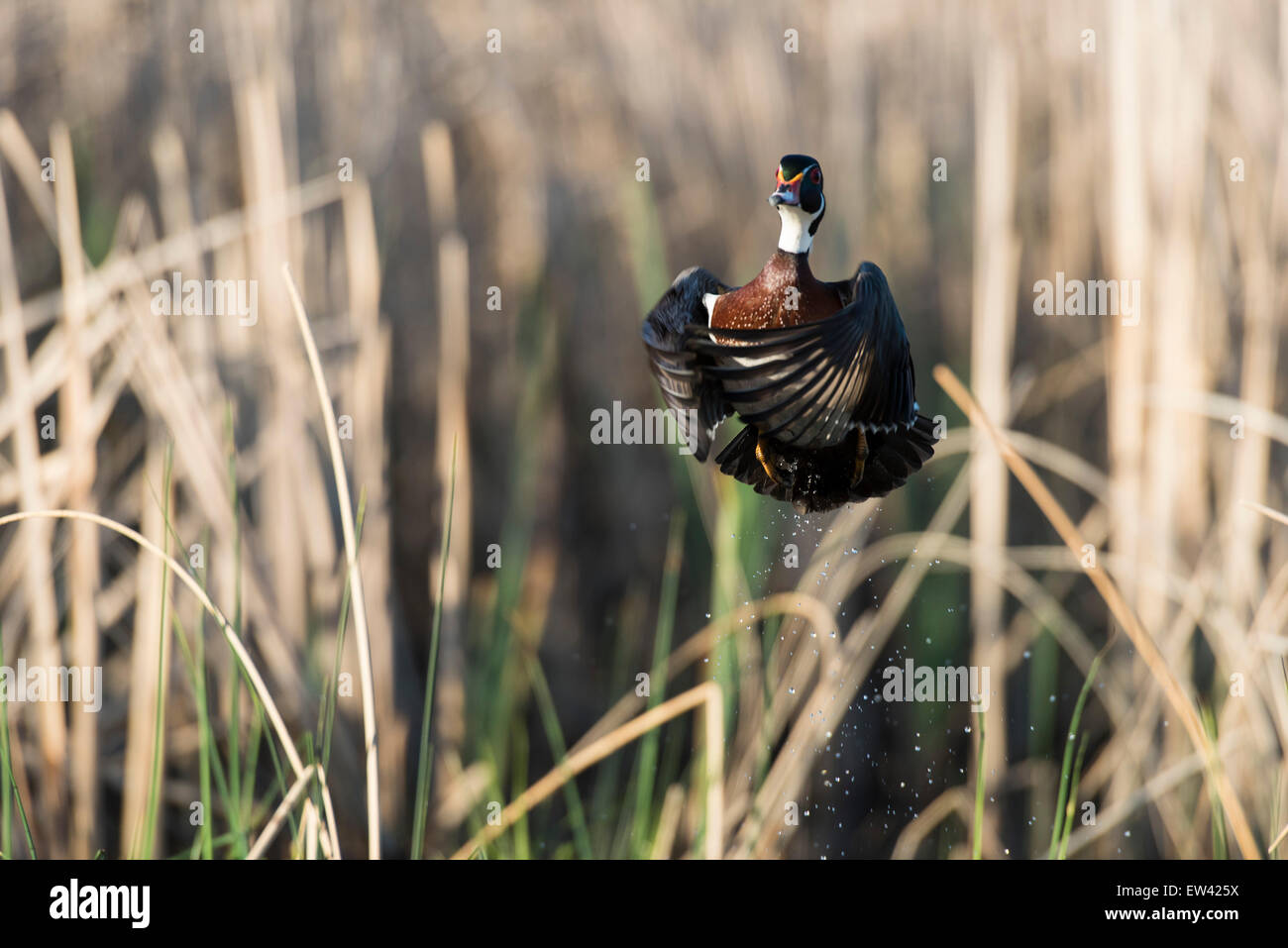 Flying Wood Ducks Stock Photo - Alamy